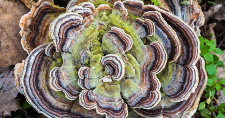 Adaptogenic Mushrooms 101 – Yum Cha Tea Company